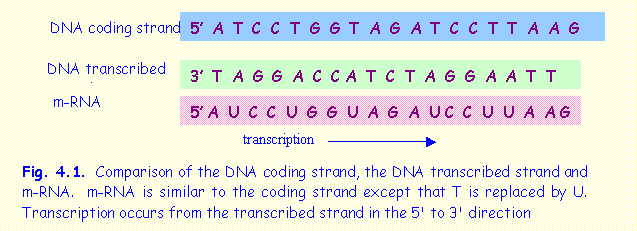 The Codon AUG Codes For Methionine But When It Occurs After A Promoter 