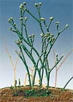 Liverworts (and 'hornworts') became widespread in shaded wet regions of ...